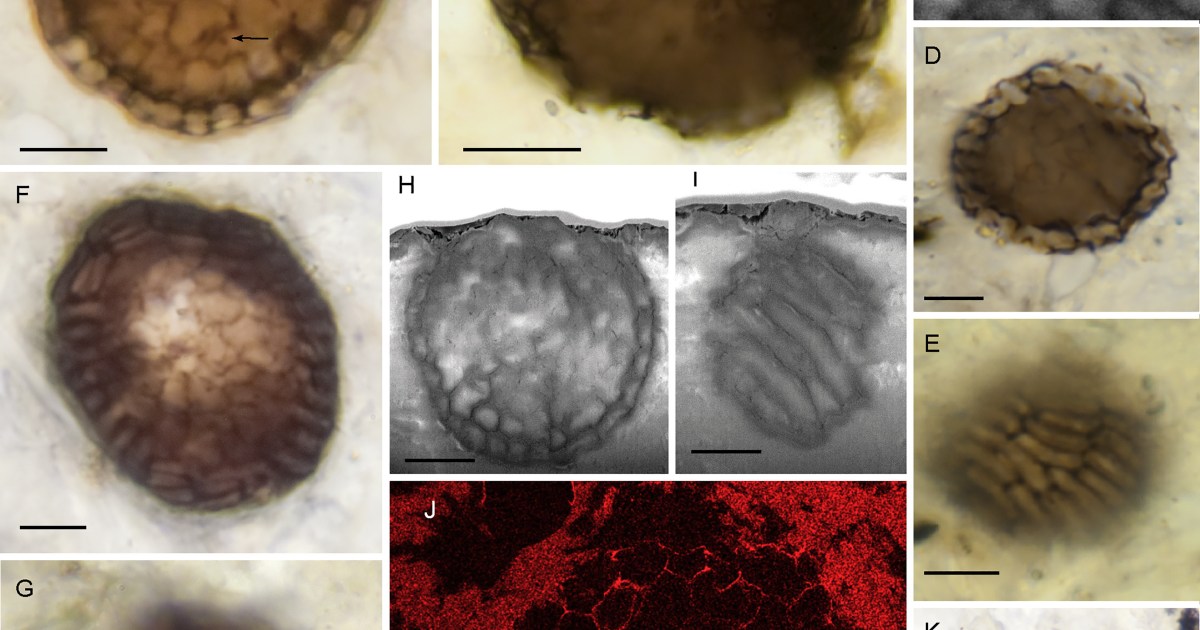 Descoberta de fóssil de 1 bilhão de anos traz nova teoria sobre ...