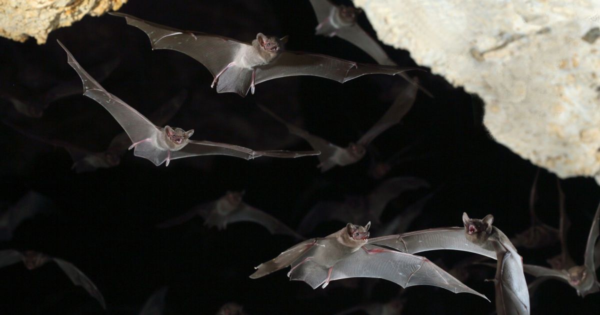 Conheça transmissão, sintomas e letalidade da raiva humana | CNN Brasil