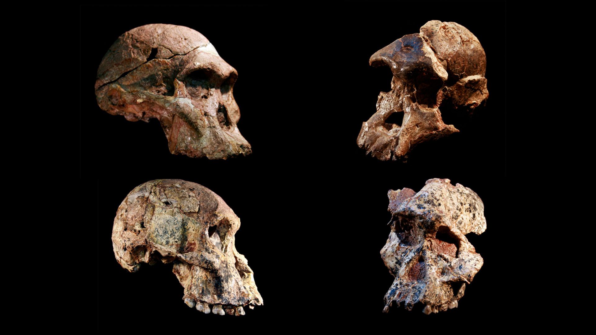 Fósseis humanos da África têm 1 milhão de anos a mais do que se pensava anteriormente | CNN Brasil