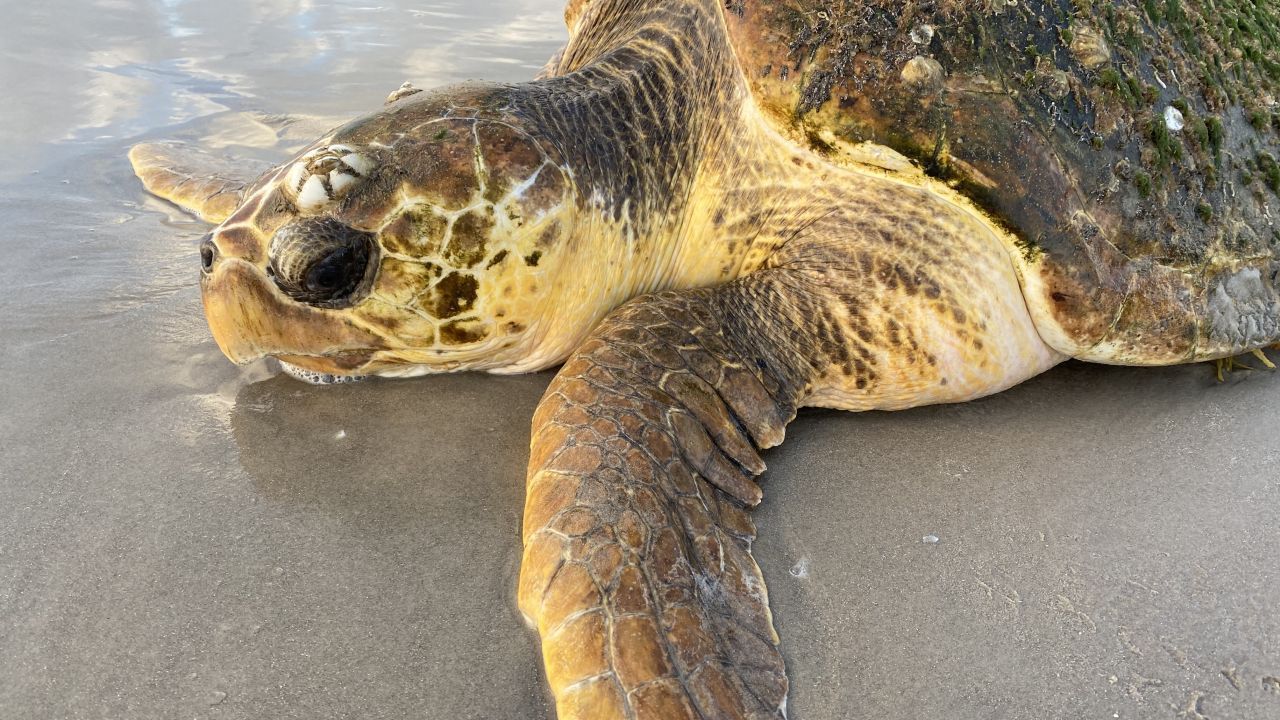 Centenas de tartarugas marinhas encalham em praia do Texas | CNN Brasil