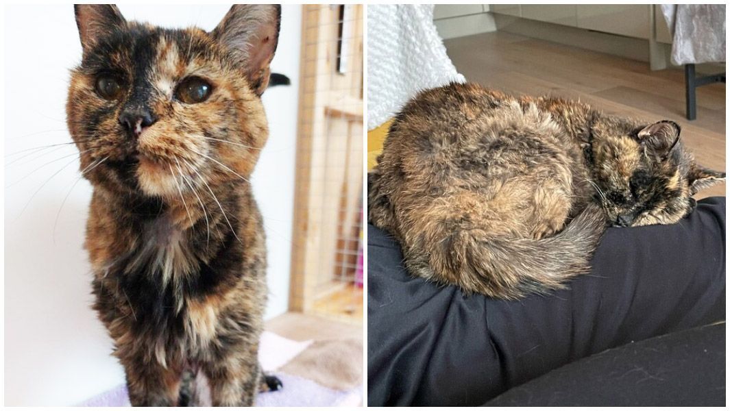 Gata é oficialmente reconhecida como a mais velha do mundo aos 27 anos ...