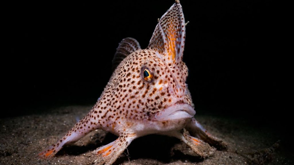 Peixe Mais Raro Do Mundo 2024 Raro "peixe Mão", Espécie Ameaçada De