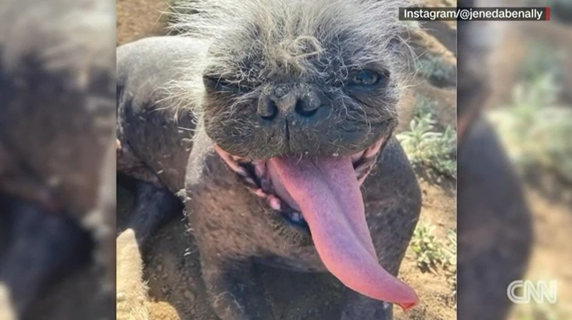 Competição do cachorro mais feio do mundo está com inscrições abertas ...
