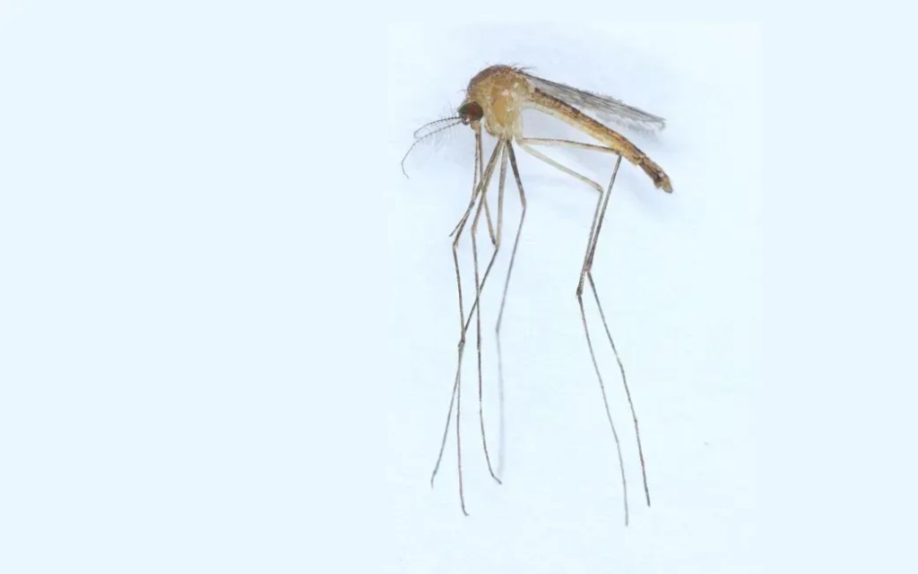 Maior Inseto Do Mundo Conheça O Besouro Girafa, Inseto Com O Maior