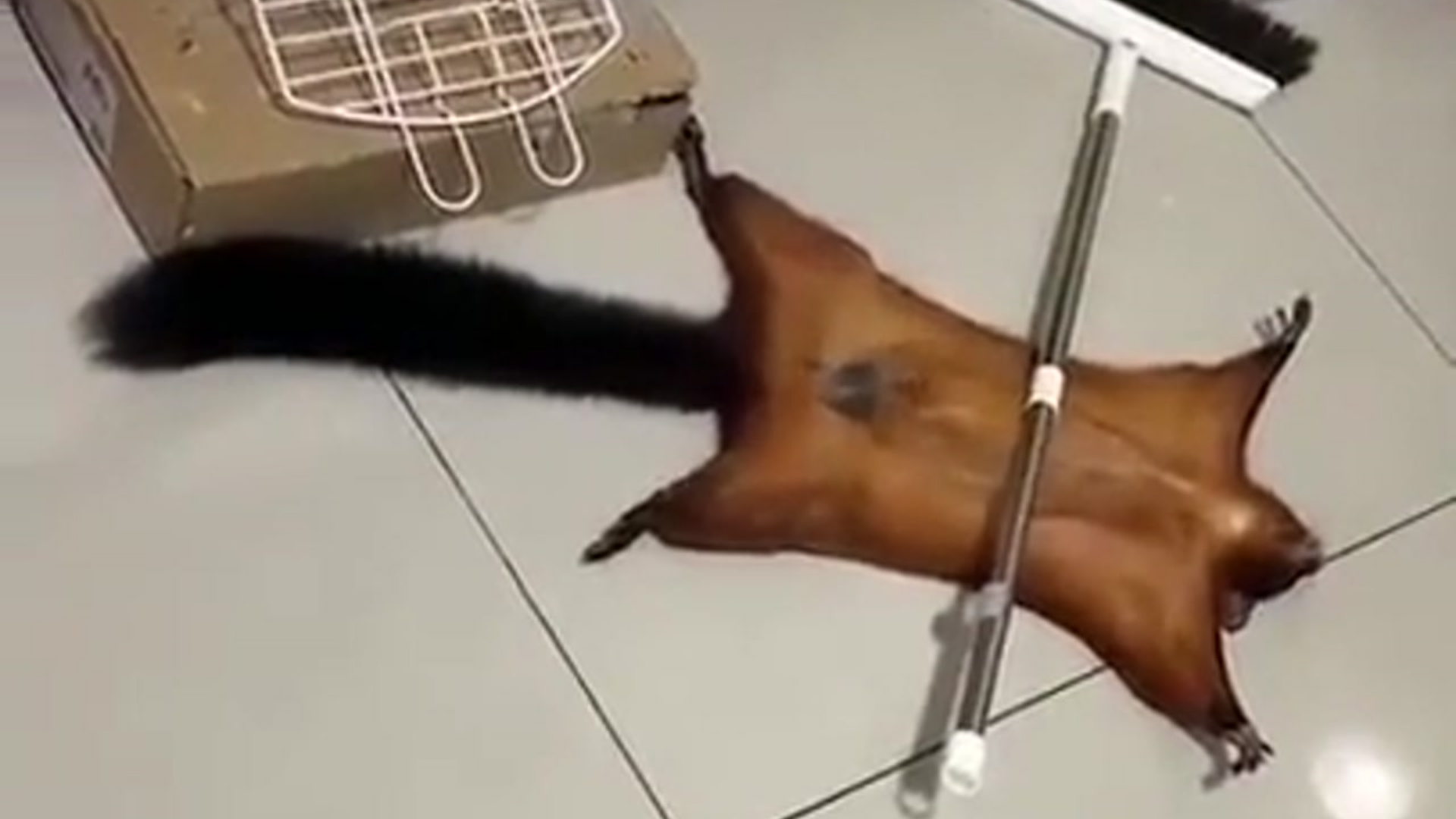 Esquilo simula morte após perceber presença humana; entenda o que é a ...