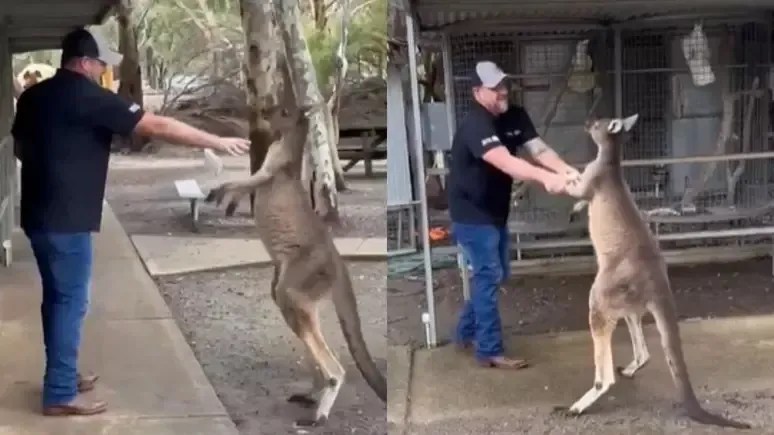 Canguru “luta” com turista em parque na Austrália e vídeo viraliza ...