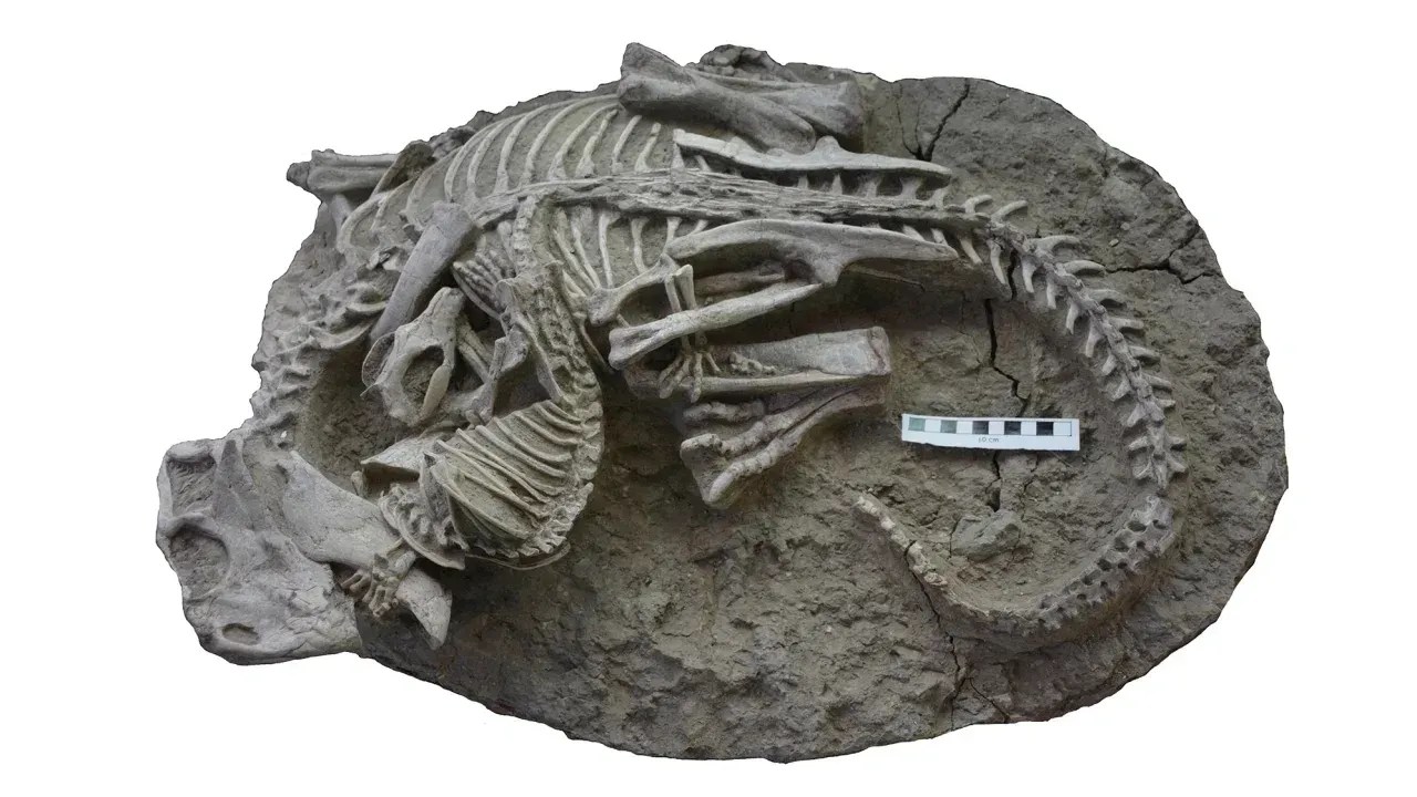 Fóssil revela improvável ataque a dinossauro por mamífero do tamanho de ...