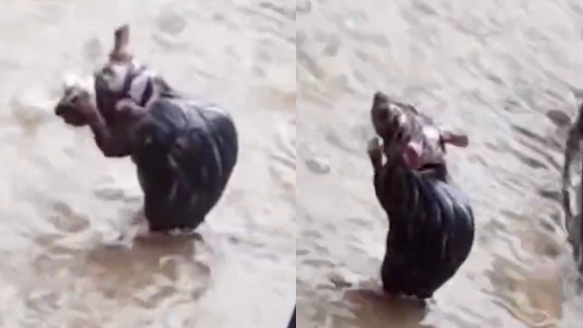 Vídeo flagra rato tomando banho de chuva e viraliza nas redes; entenda ...