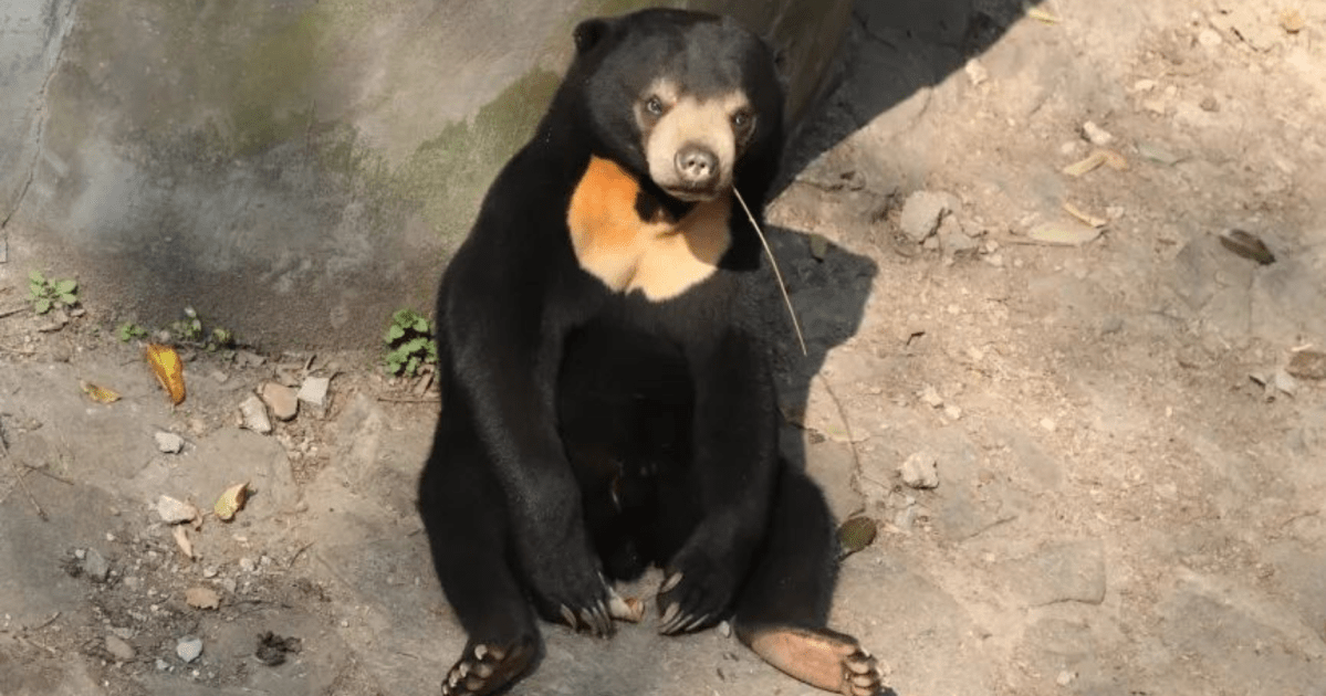O mundo conheceu o urso-do-sol, mas isso é uma coisa boa? Entenda | CNN ...