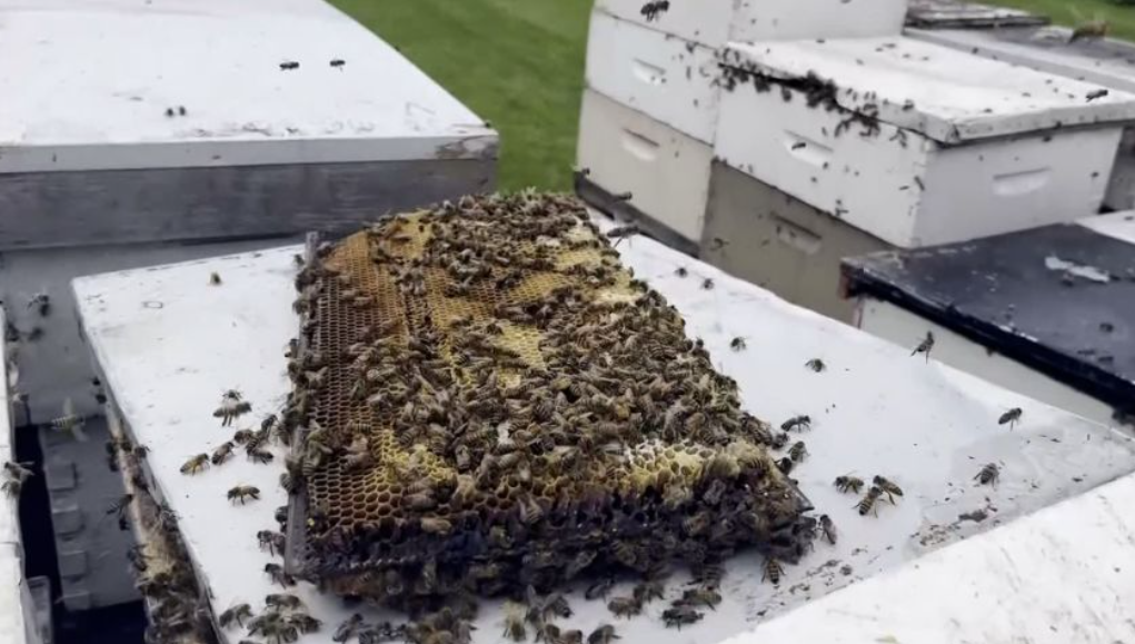Caminhão derruba caixas com 5 milhões de abelhas em estrada no Canadá ...