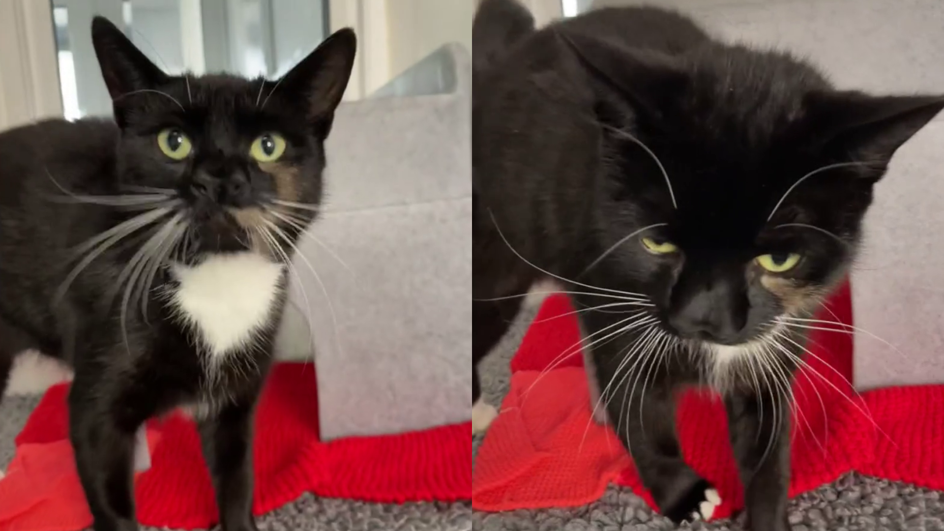 Vídeo: conheça gato com dois narizes resgatado na Inglaterra | CNN Brasil