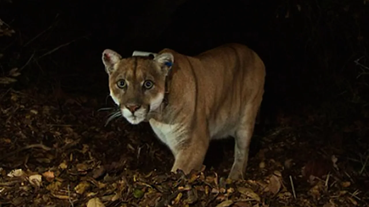 Como um puma levou à criação do maior viaduto para vida selvagem do ...