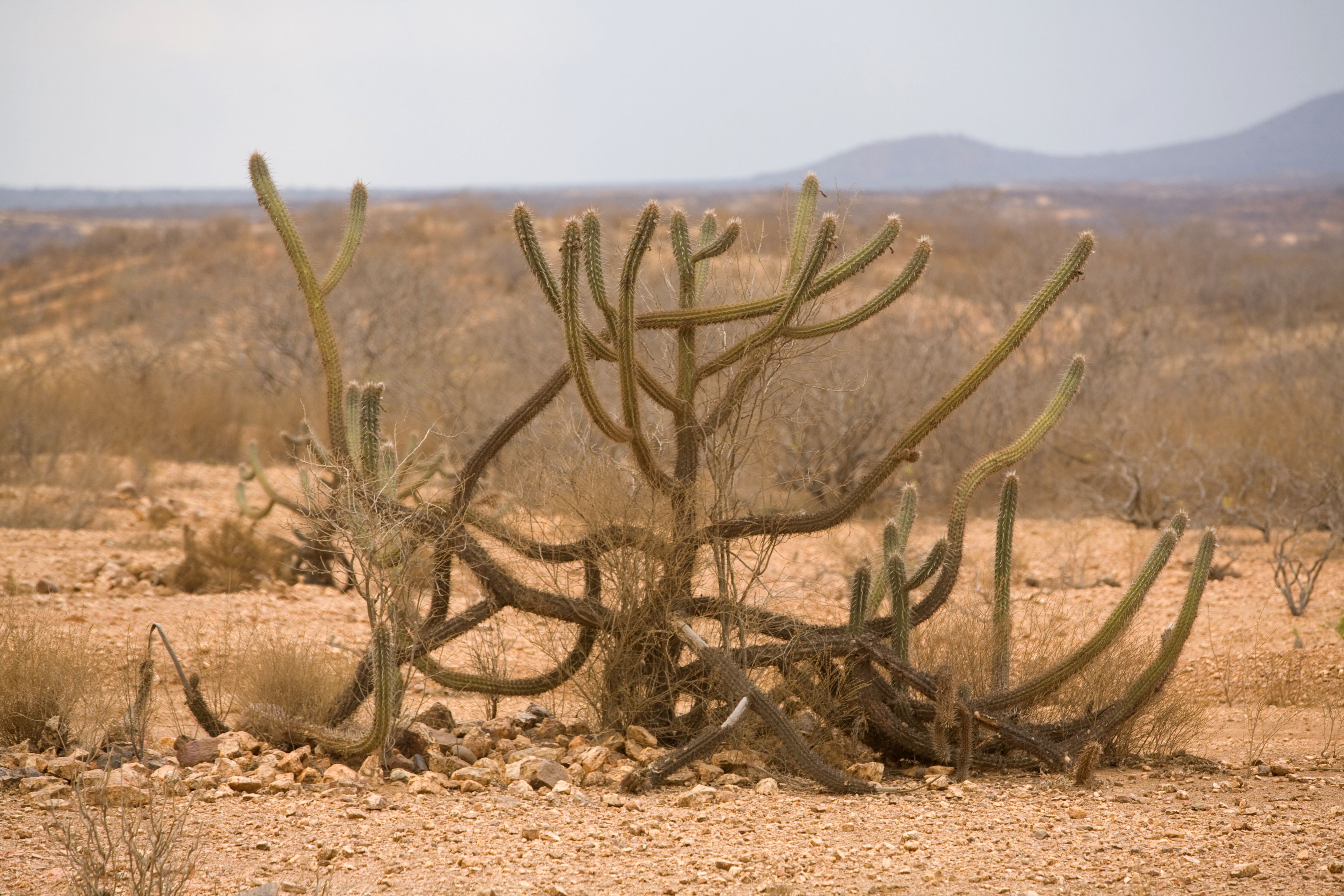 Estudo revela surgimento de área similar a deserto no Brasil | CNN Brasil