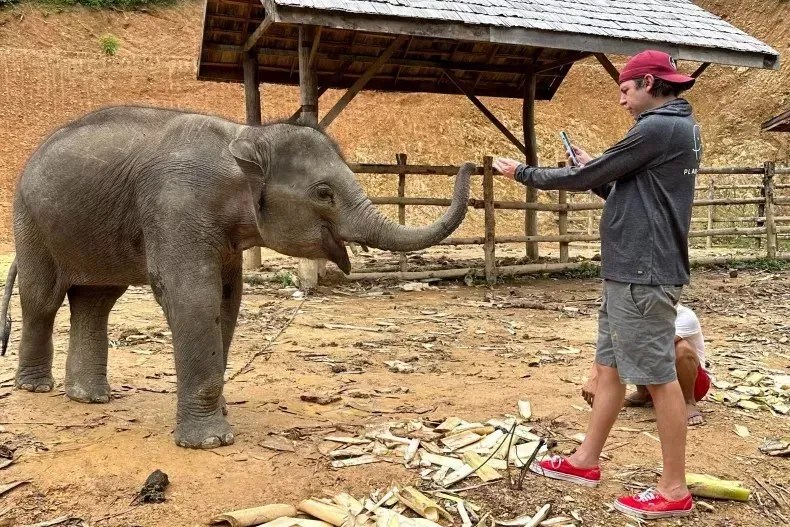 Elefante vítima de maus-tratos é resgatado e levado para santuário ...