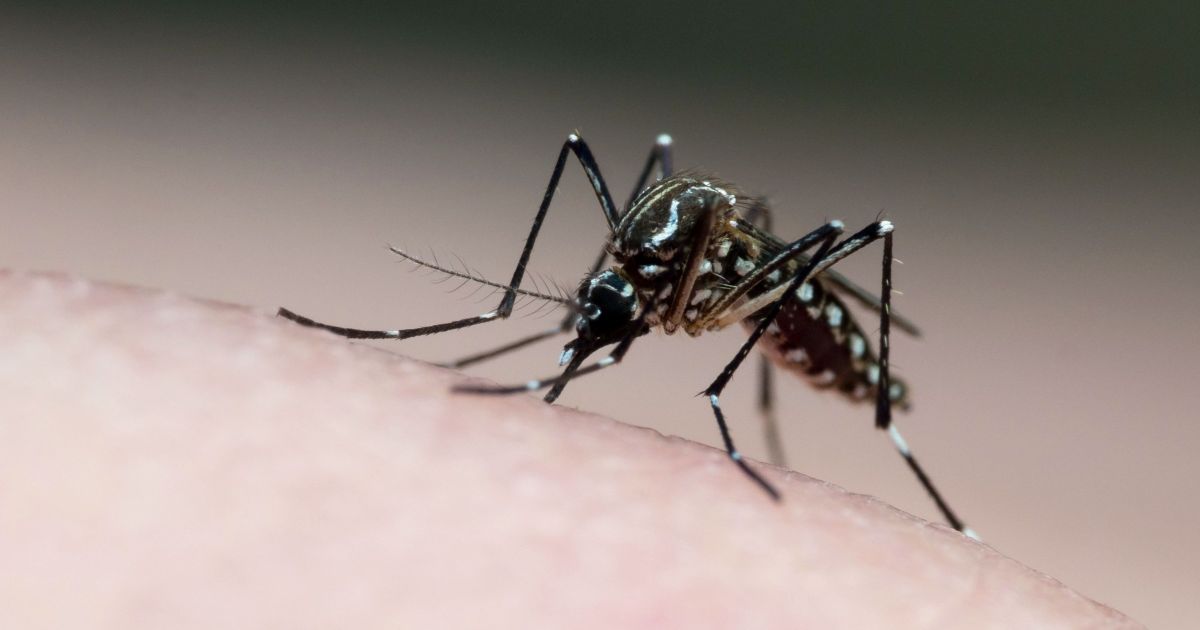 Mortes por dengue superaram óbitos por covid-19 em 2024, aponta MS ...