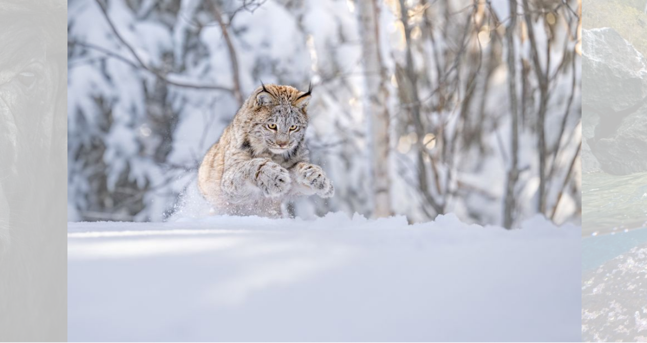 Prêmio Mundial de Fotografia da Natureza 2024: veja imagens da vida ...
