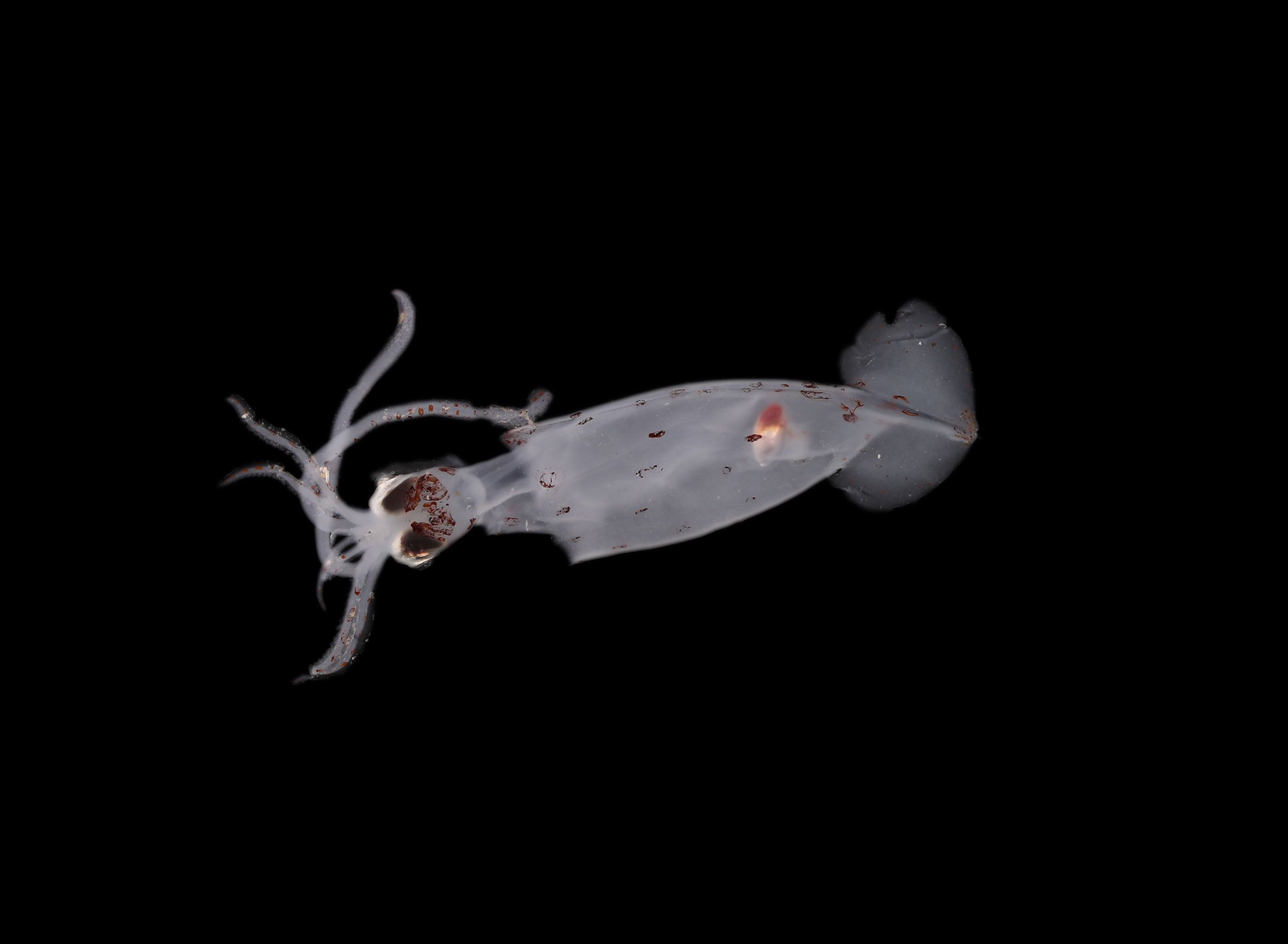 Cientistas encontram 100 possíveis novas espécies no fundo do mar; veja ...