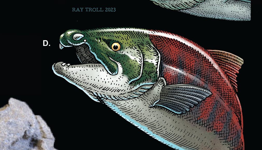 Cientistas descobrem nova versão de salmão pré-histórico gigante com ...