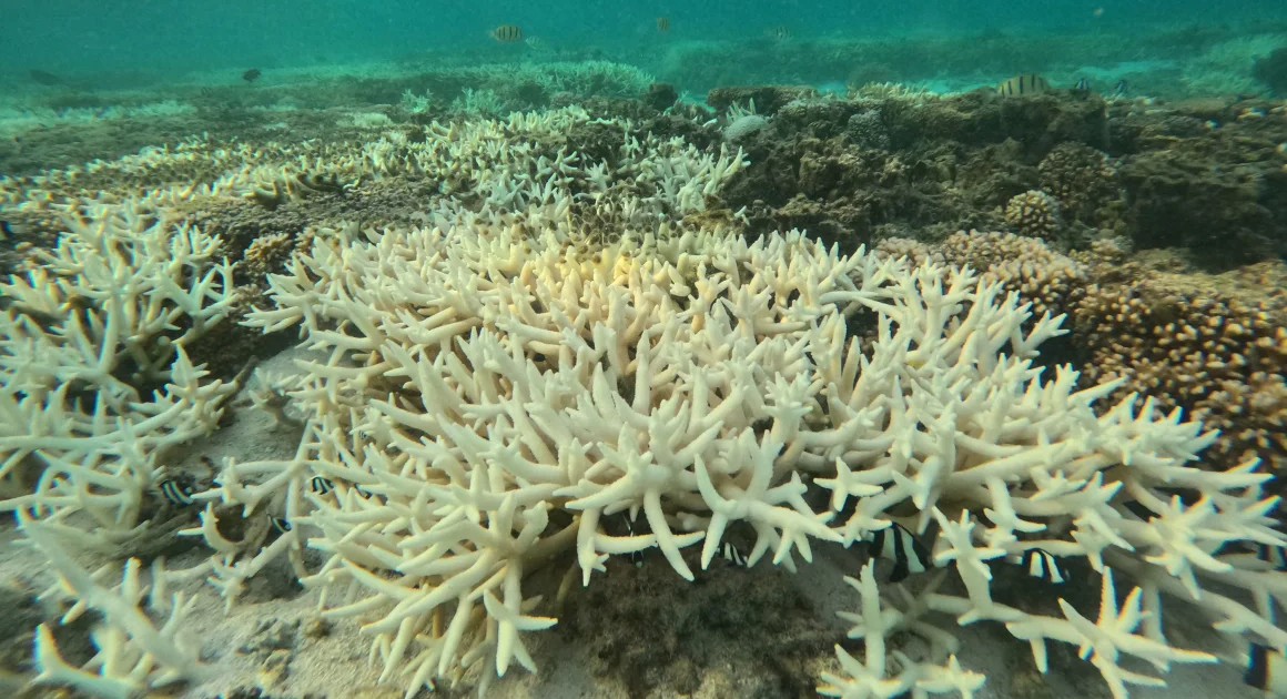 Com morte de corais, mundo ultrapassa 1º ponto de não-retorno climático ...