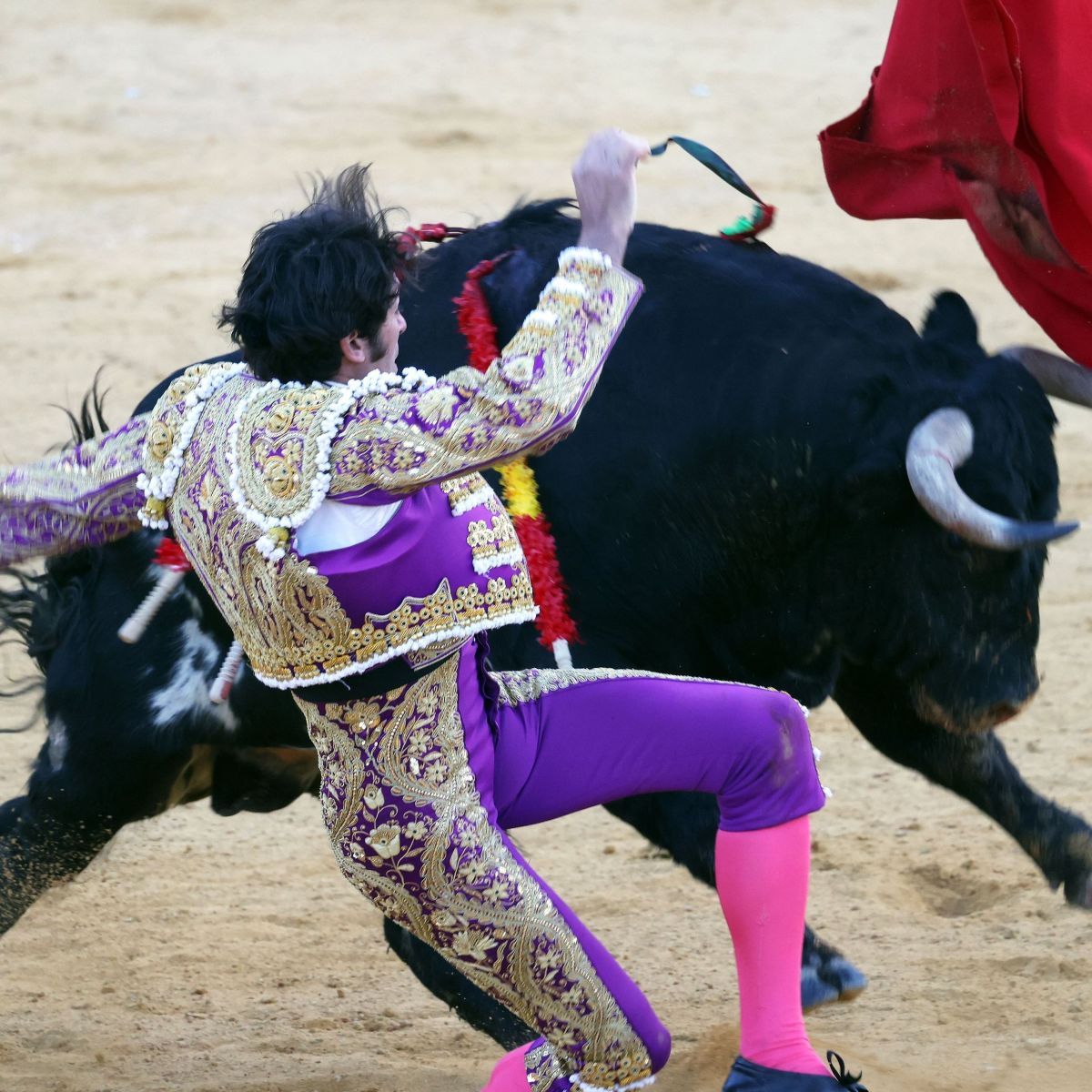 Entenda Como Funcionam As Touradas E Como Vivem Os Touros Bravos