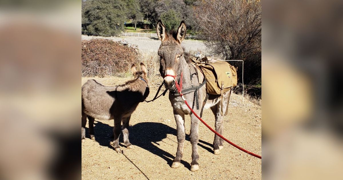 Burro desaparecido por 5 anos é visto liderando manada de veados nos ...