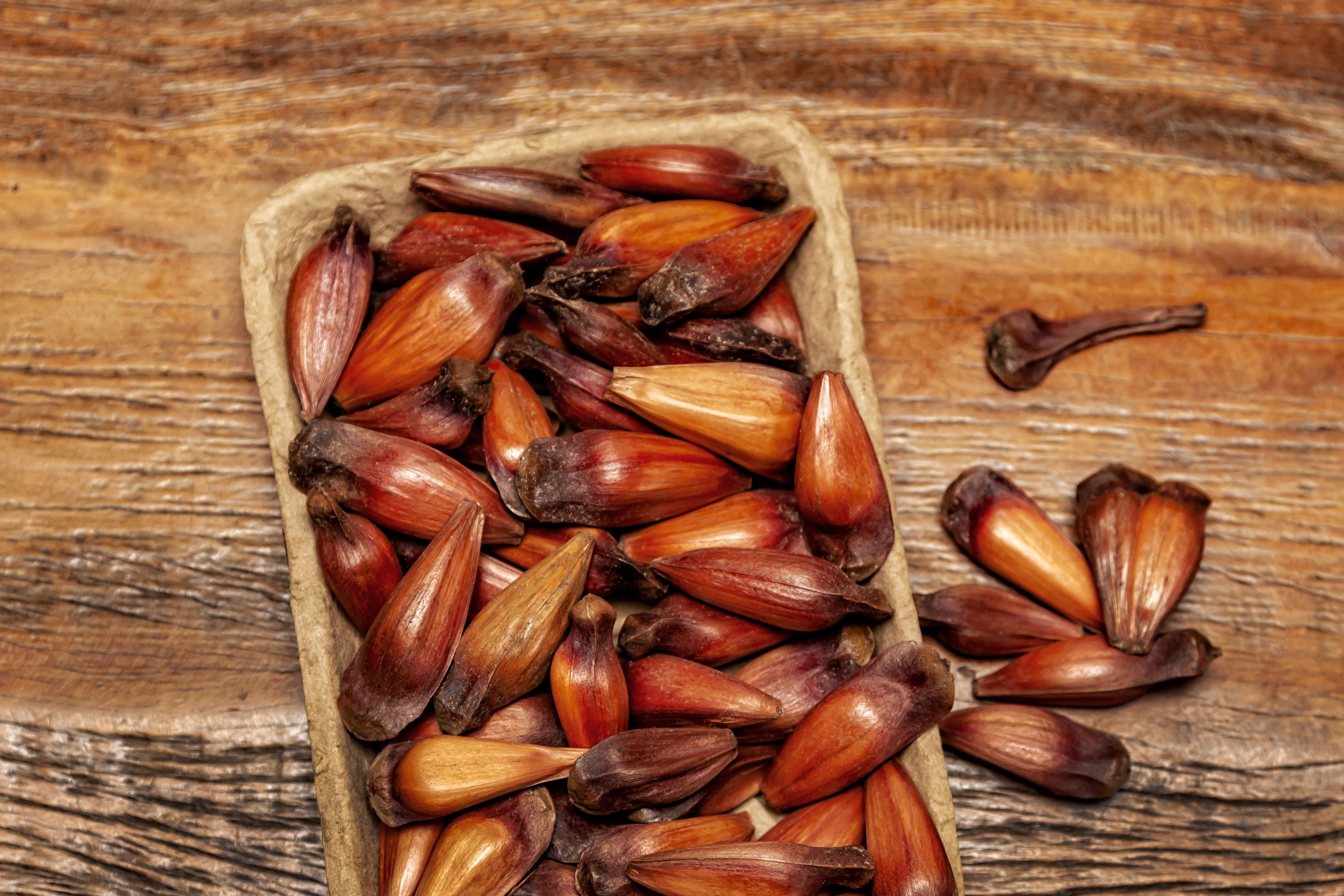 Pinhão: veja 5 benefícios, cuidados e como consumir semente | CNN Brasil