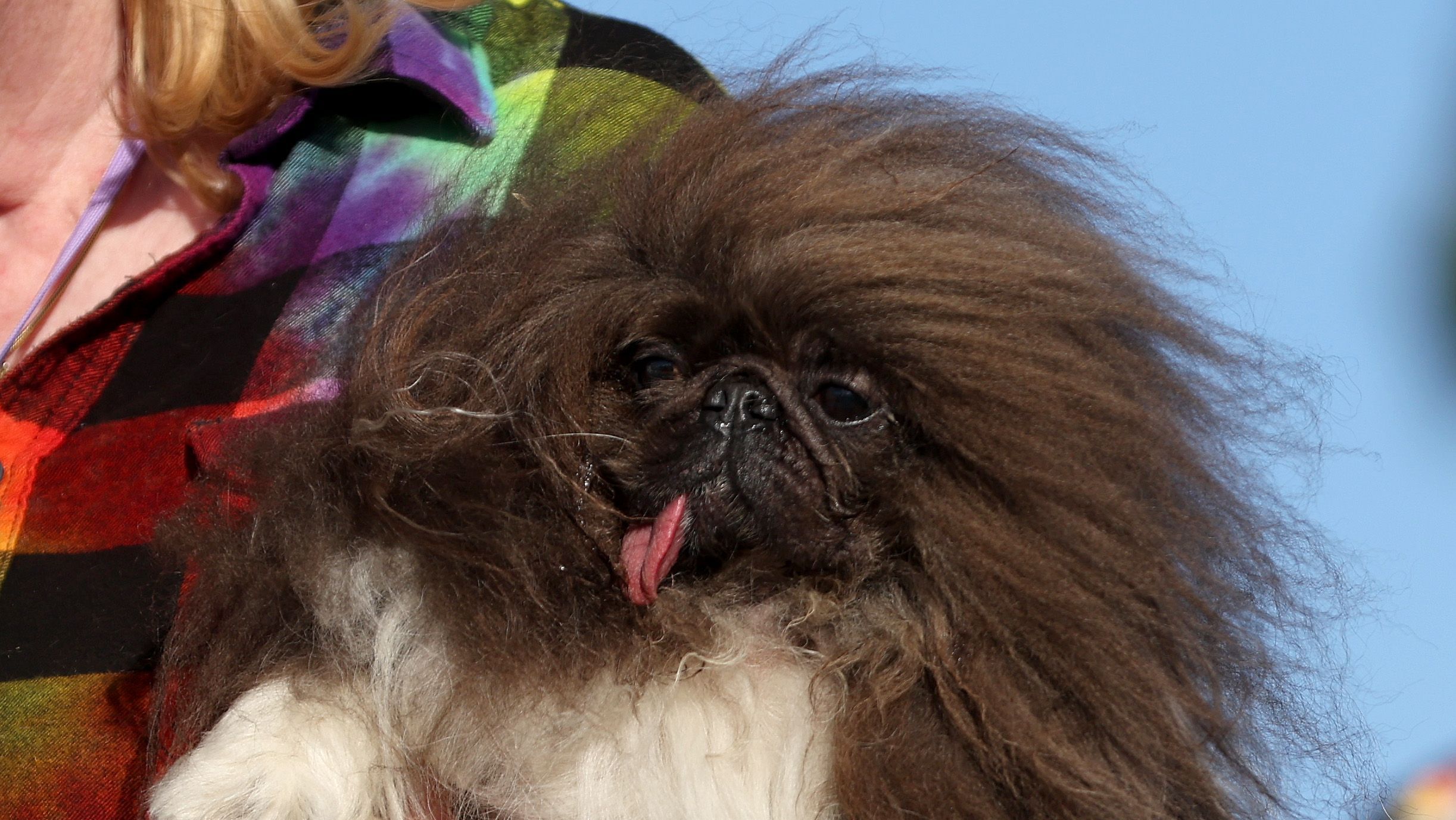 Pequinês linguarudo vence concurso de "cão mais feio do mundo" | CNN Brasil