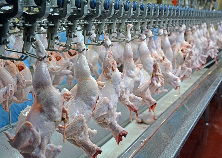 Paraguai realiza primeira exportação de frango Halal para Singapura ...