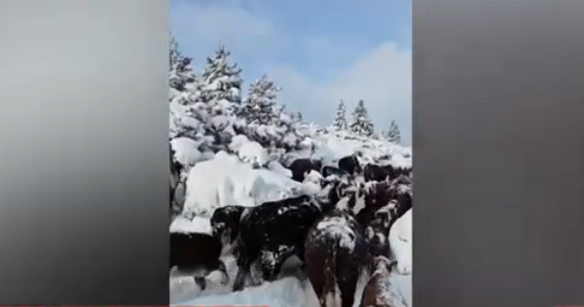 Patagônia enfrenta inverno mais rigoroso das últimas décadas | CNN Brasil