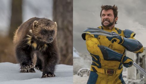 Wolverine: conheça o animal que inspirou criação do herói mutante | CNN ...
