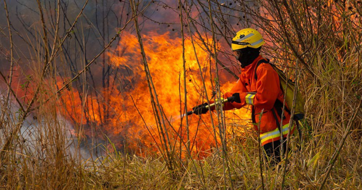 Queimadas nas savanas do Cerrado têm aumento de 221% em agosto | CNN Brasil