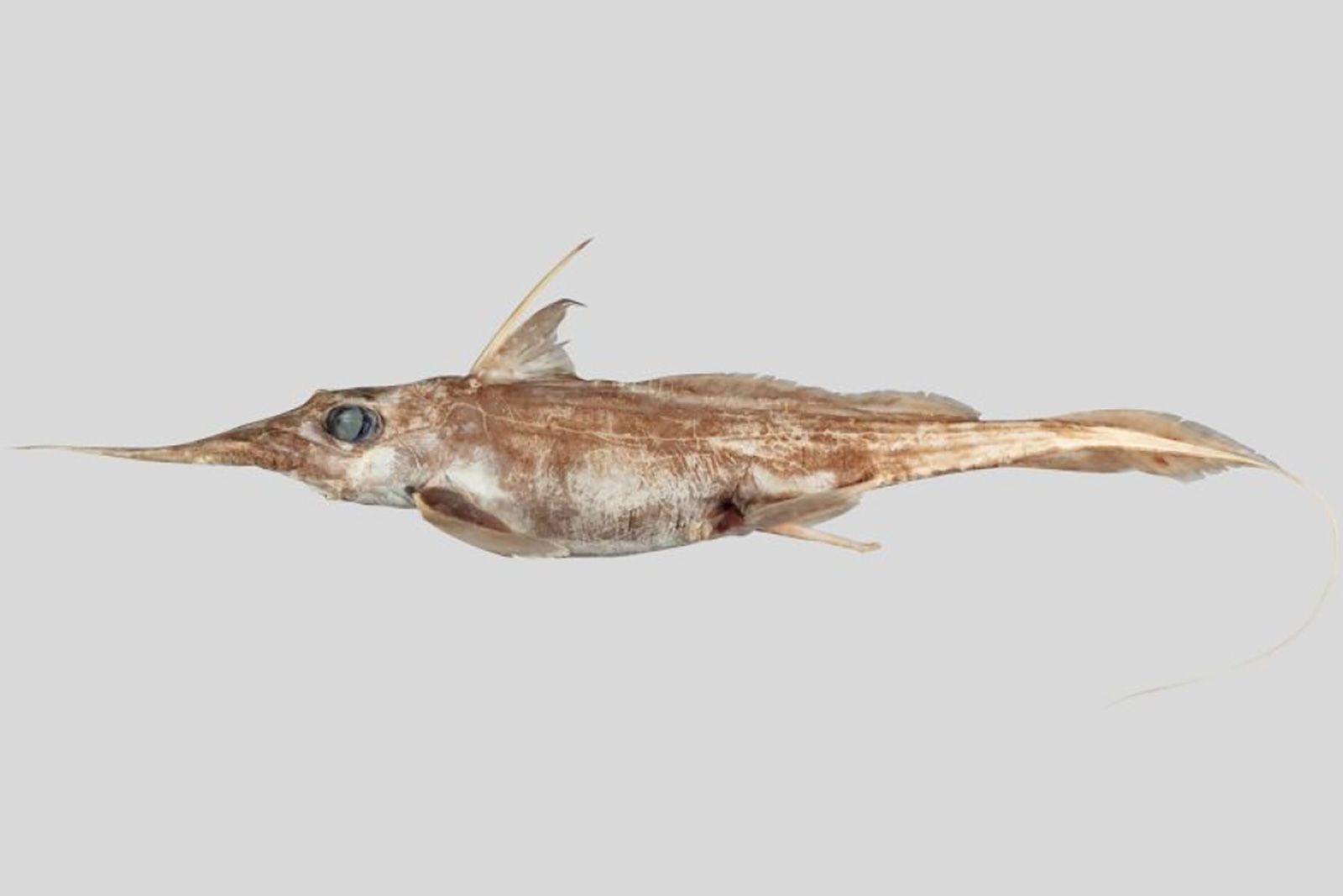 Tubarao De Aguas Abertas