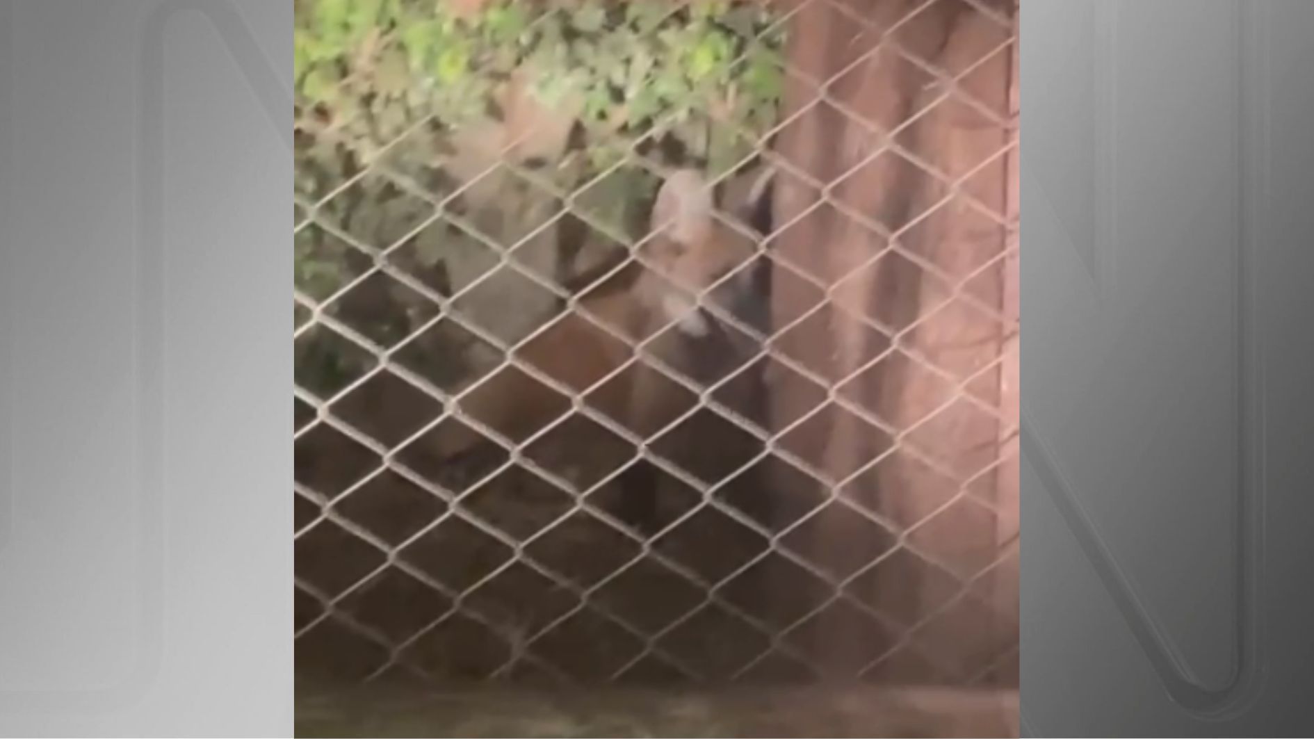 Vídeo: Lobo-guará é resgatado em chácara | CNN Brasil