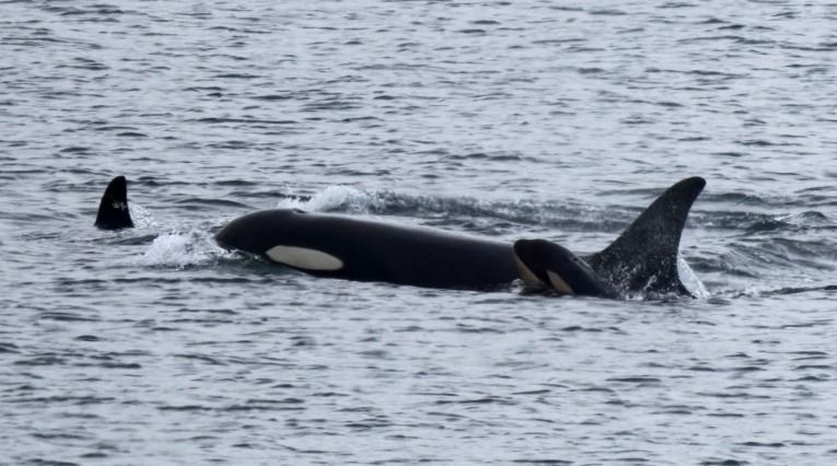Orca carregou filhote morto por 17 dias e agora tem um novo bebê | CNN Brasil
