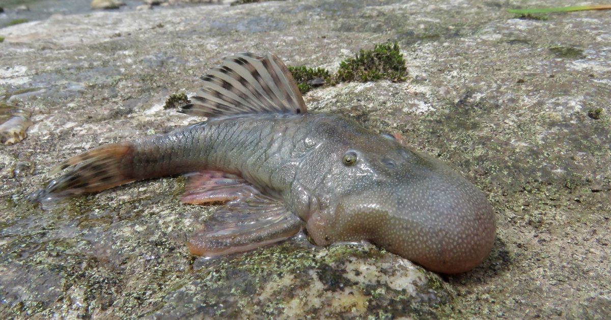Peixe com "cabeça de bolha" está entre 27 novas espécies encontradas no ...