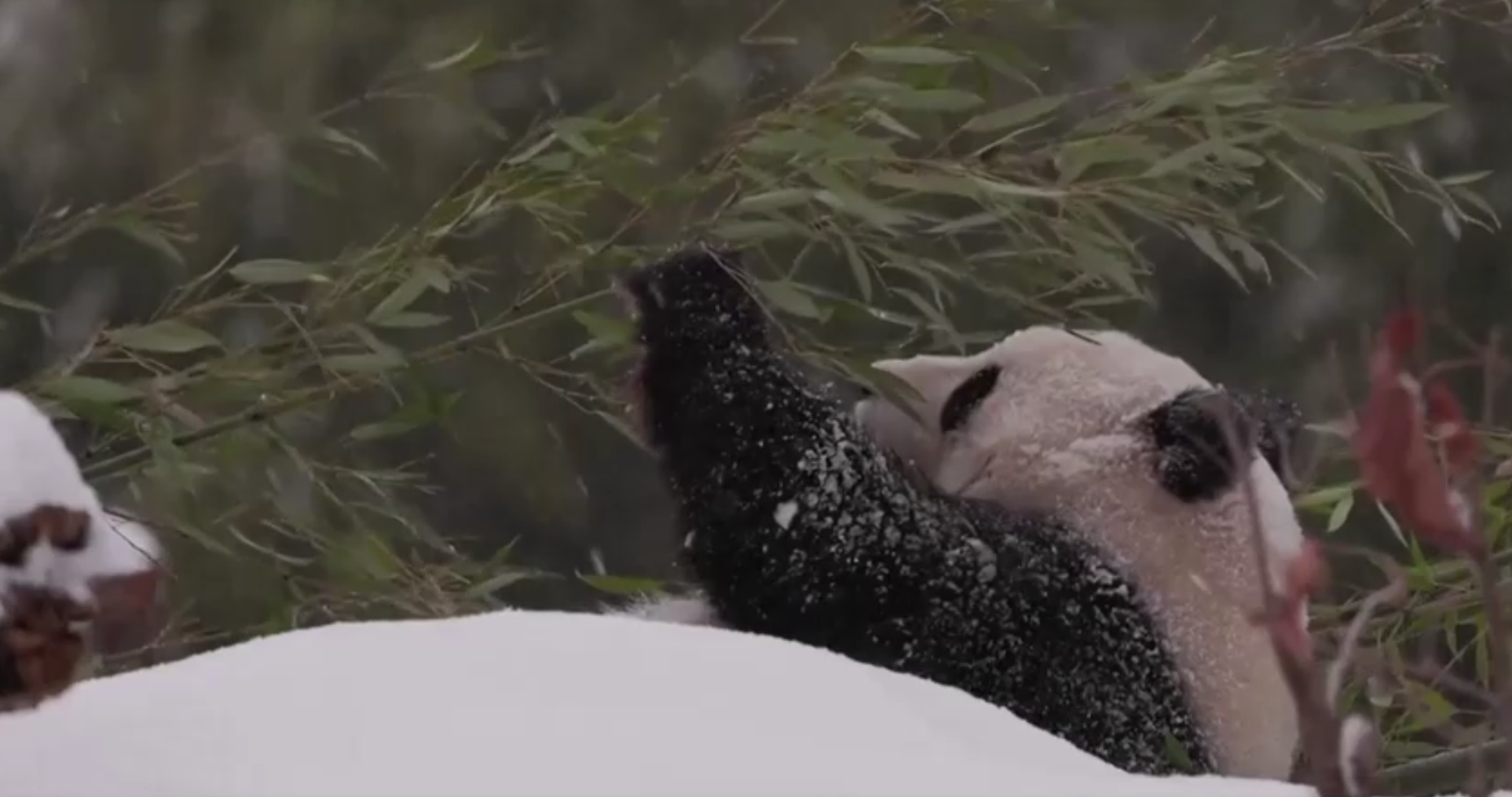 Pandas brincam na neve em zoológico de Washington após forte nevasca ...