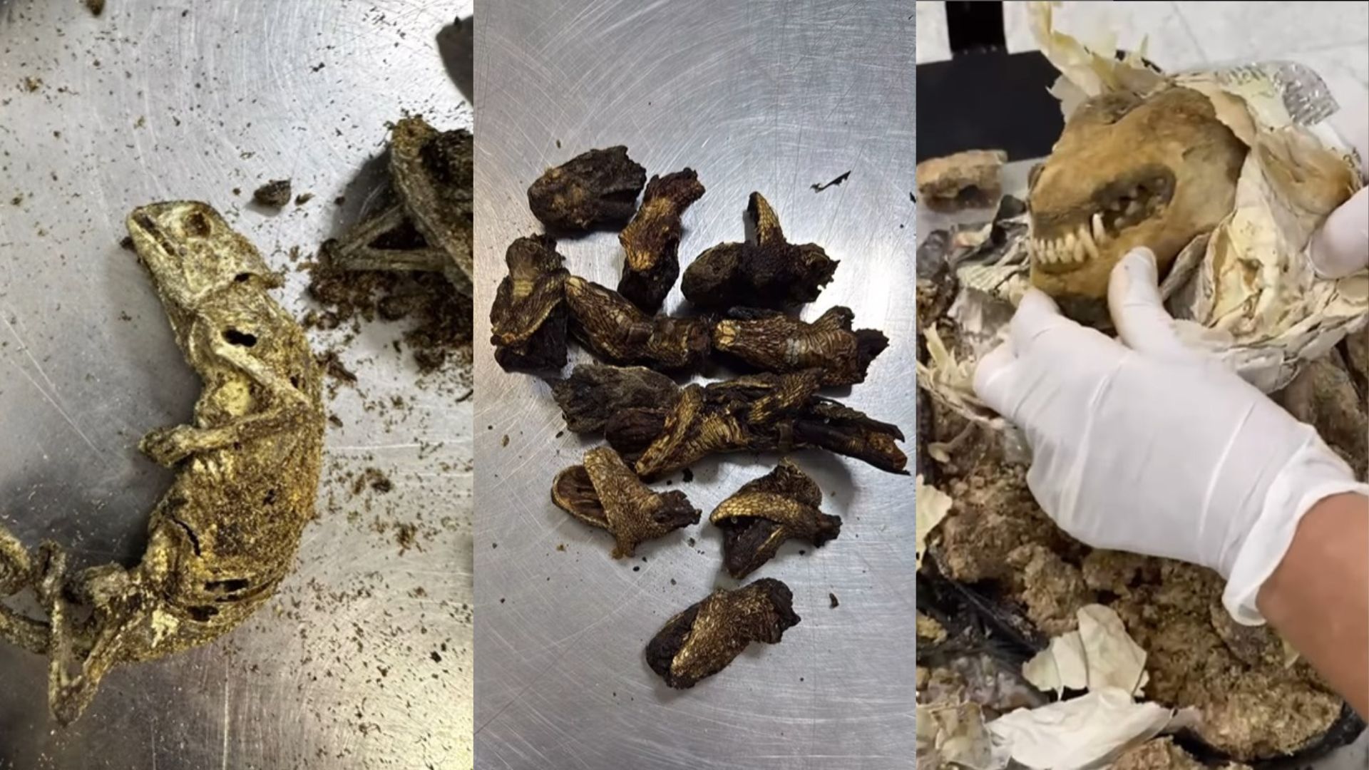 Bagagem com rato empalado e cabeça de cobra é parada em aeroporto de SP ...