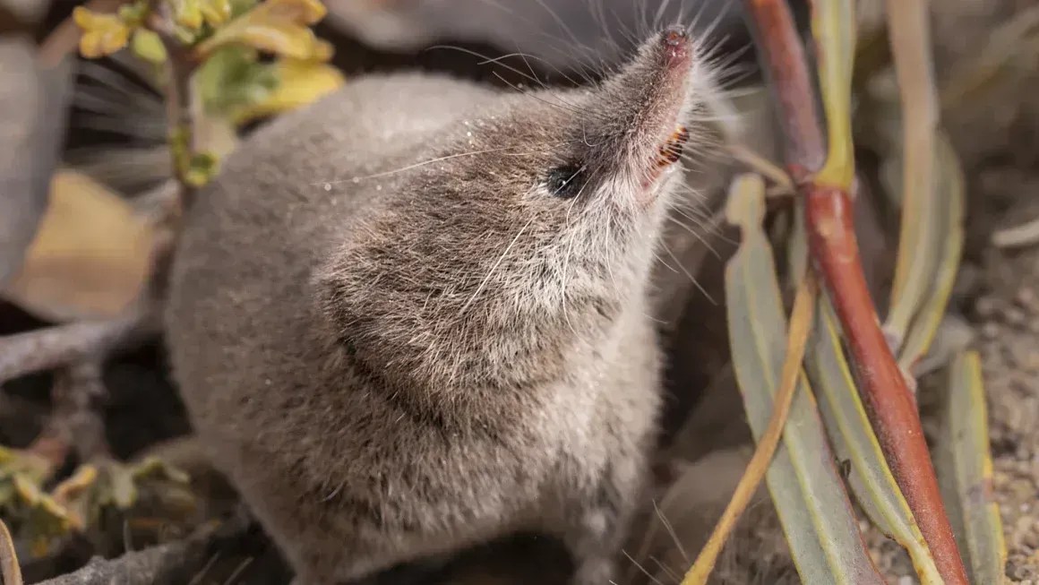 Mamífero raro da Califórnia é fotografado pela primeira vez | CNN Brasil