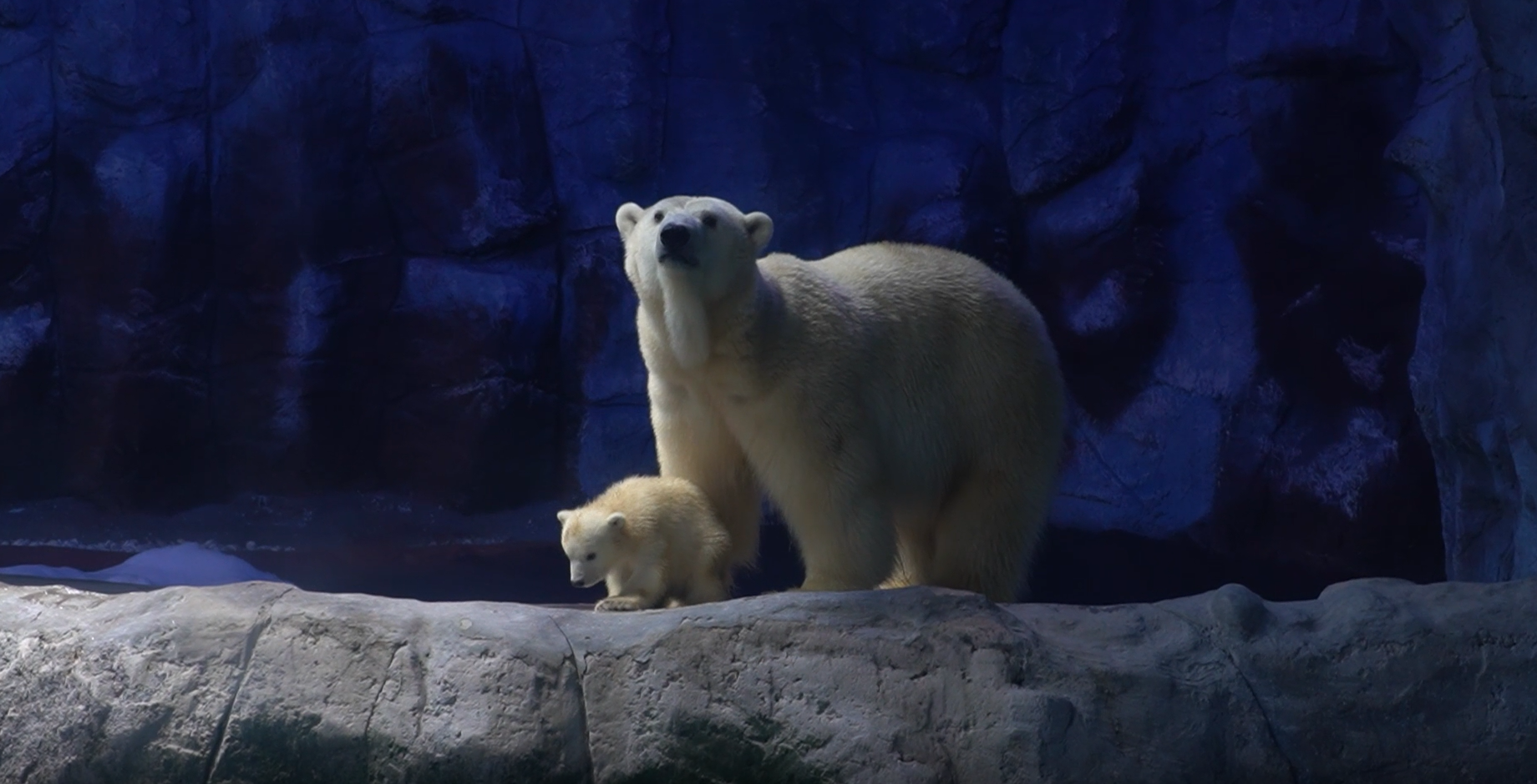 SP: Primeira ursa polar nascida na América Latina é apresentada ao ...