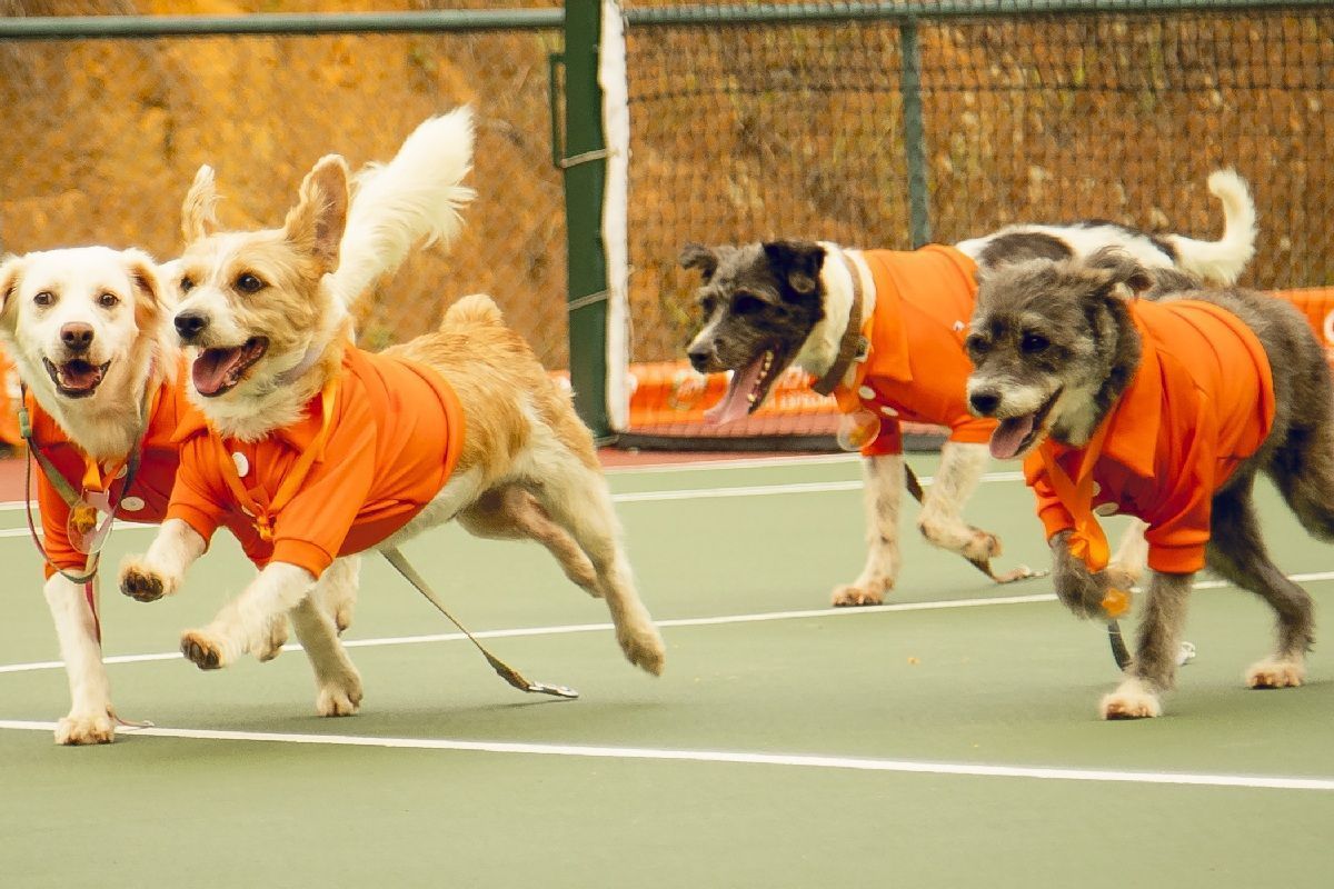 Rio Open 2025 terá "cãodulas" em quadra em ação de incentivo à adoção ...