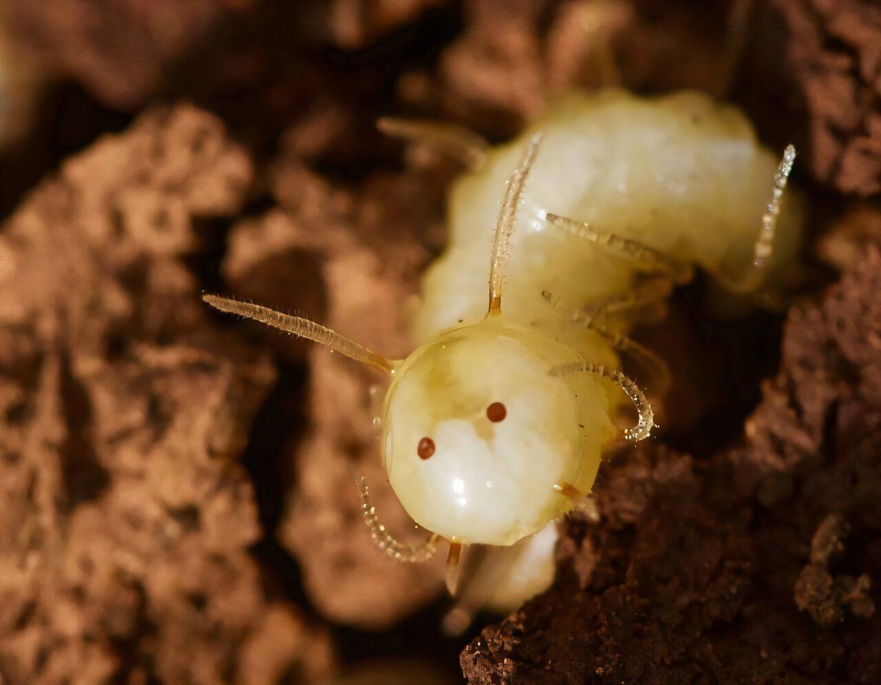 Larva de mosca com rosto fake no bumbum é aceita e alimentada em ...