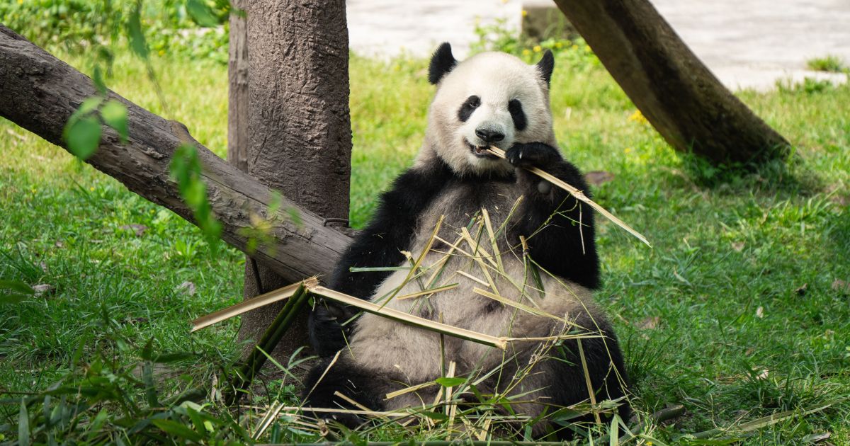 Por que pandas comem bambu mesmo tendo "intestinos carnívoros"? Entenda ...