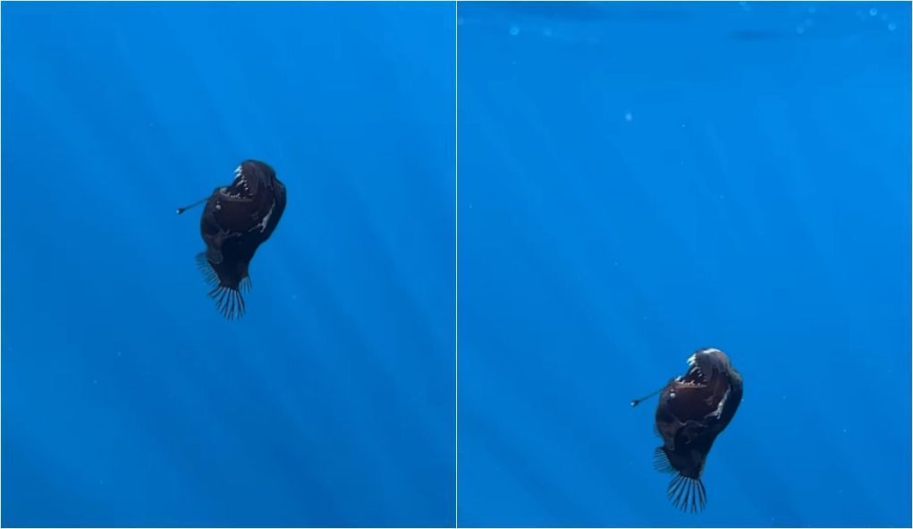 Peixe "diabo negro" é visto pela primeira vez à luz do dia; veja vídeo ...