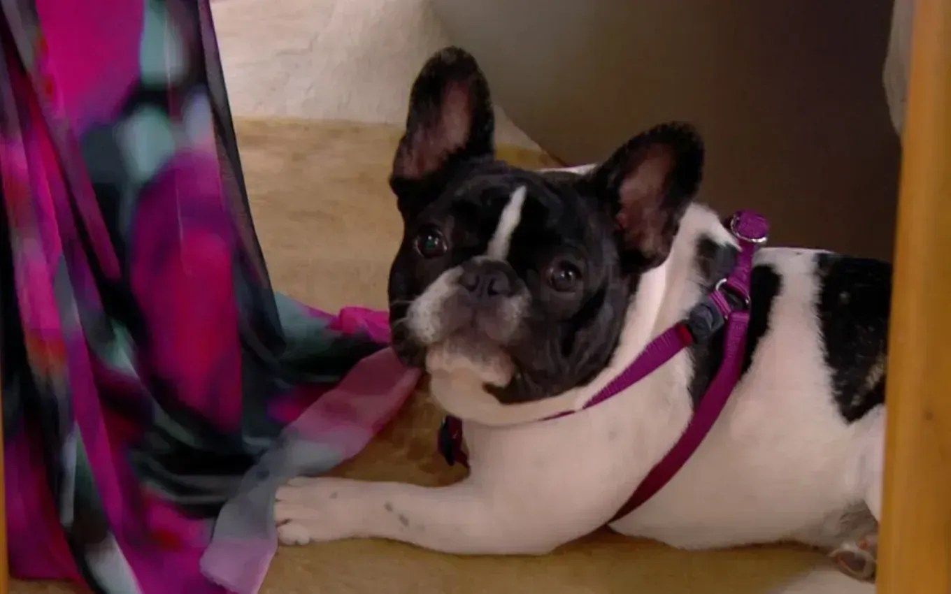 Cachorra de Ana Maria Braga "rouba" brinco de Tati Machado ao vivo ...