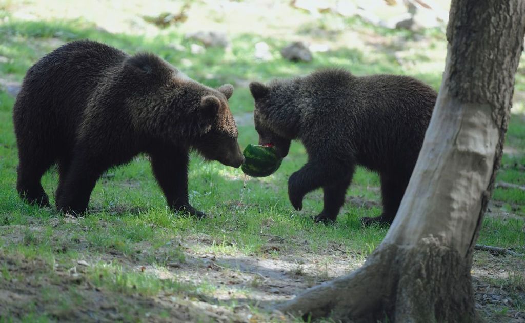 Homem sobrevive a ataque de urso na Rússia e população fica em alerta ...