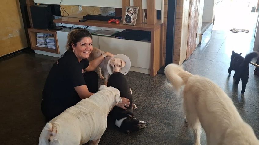 Cão resgatado com 3 kg de pelos tem alta e vai para novo lar no Ceará ...