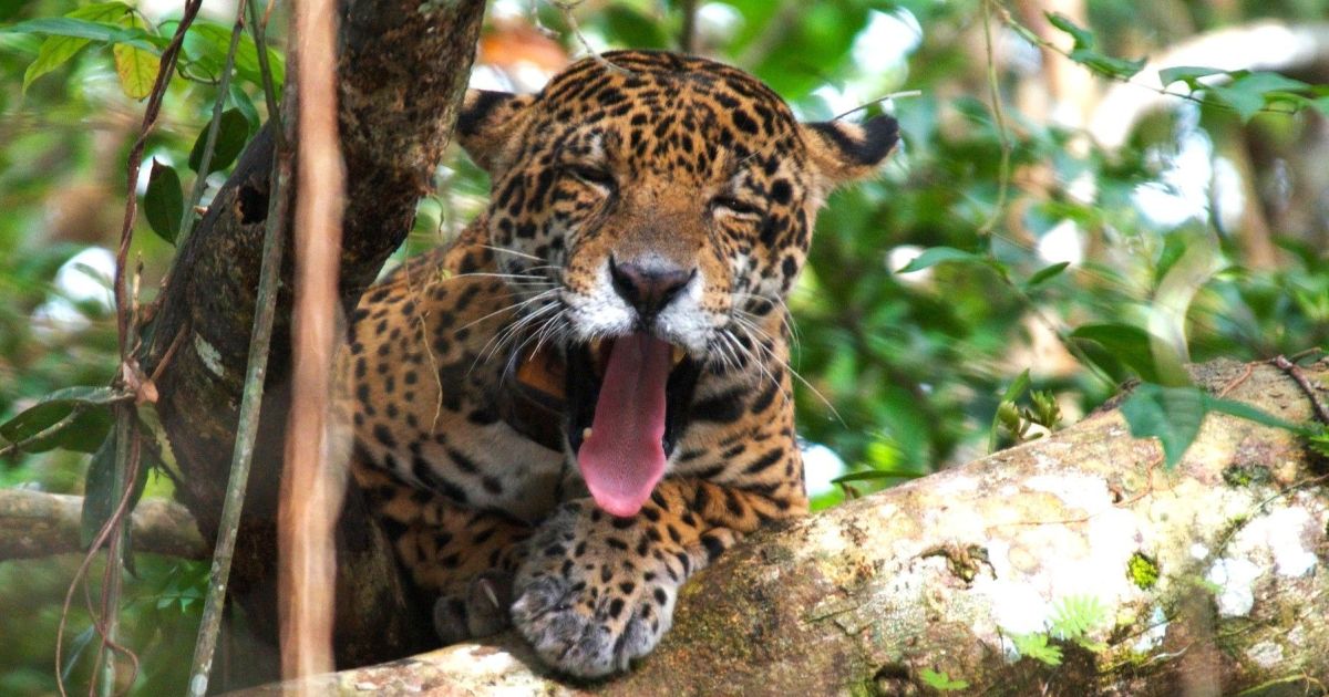 Onça-pintada: mais de 6 mil animais da espécie vivem na Amazônia | CNN ...
