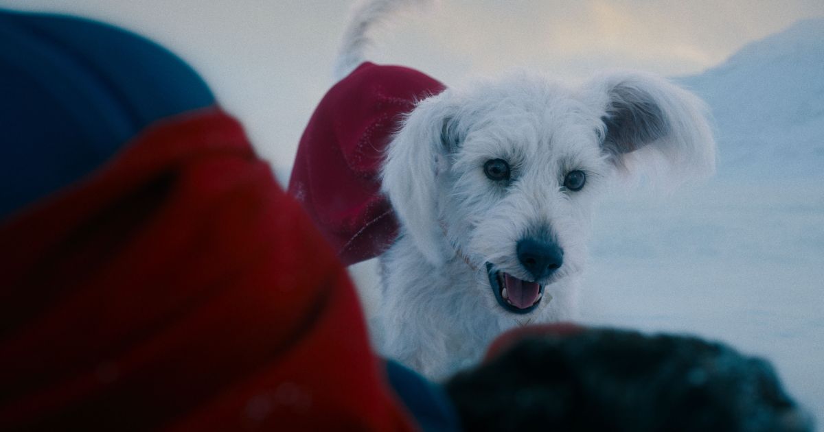 "Superman": conheça a história do cachorro que inspirou a criação de ...