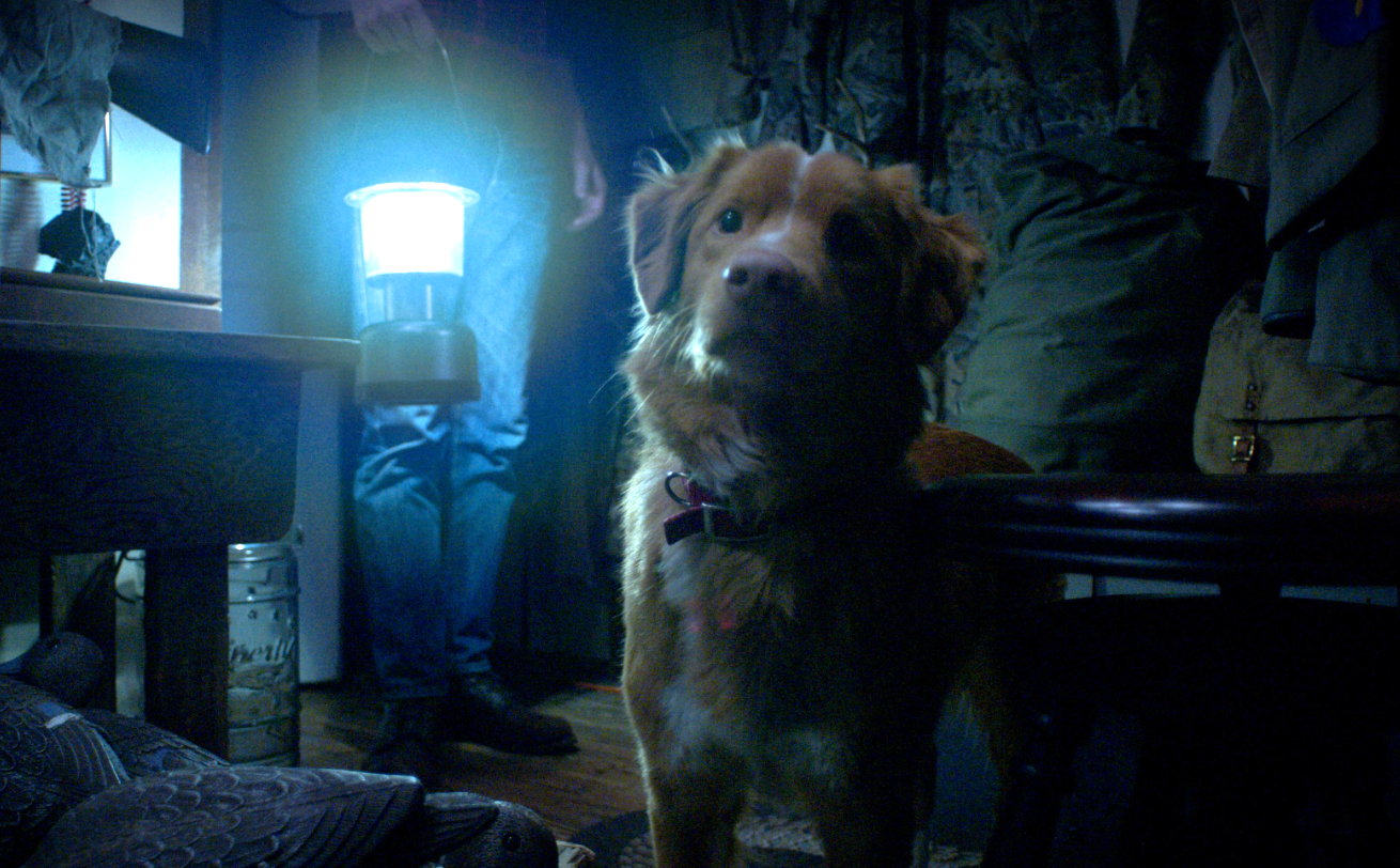 “Good Boy”: conheça filme de terror que terá a perspectiva de um ...