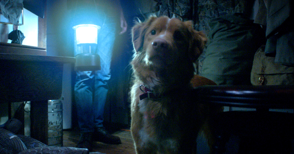“Good Boy”: conheça filme de terror que terá a perspectiva de um ...